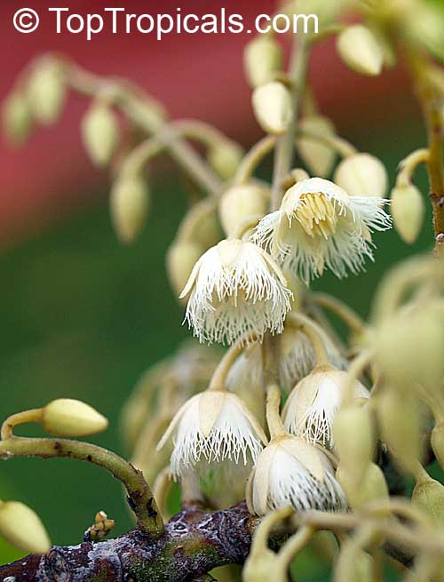 Rudraksha Cilacap: Jenitri (Elaeocarpus ganitrus)