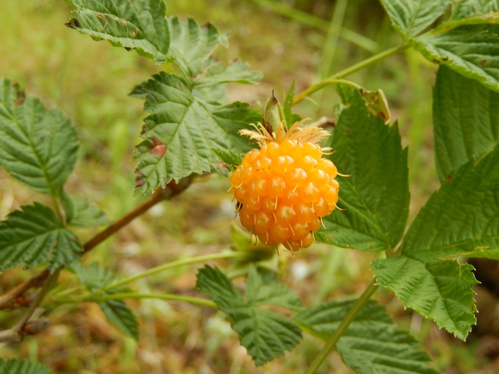 Powell River Books Blog: Coastal BC Plants: Salmonberry