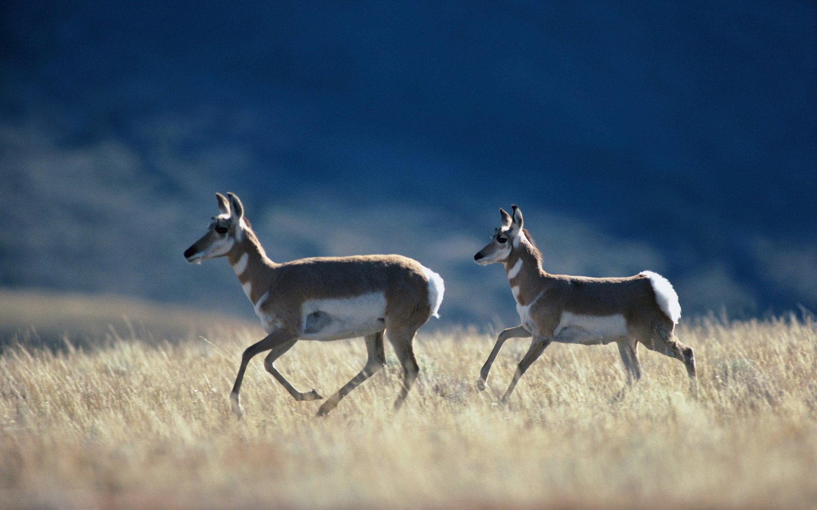 Deer Running Wallpaper