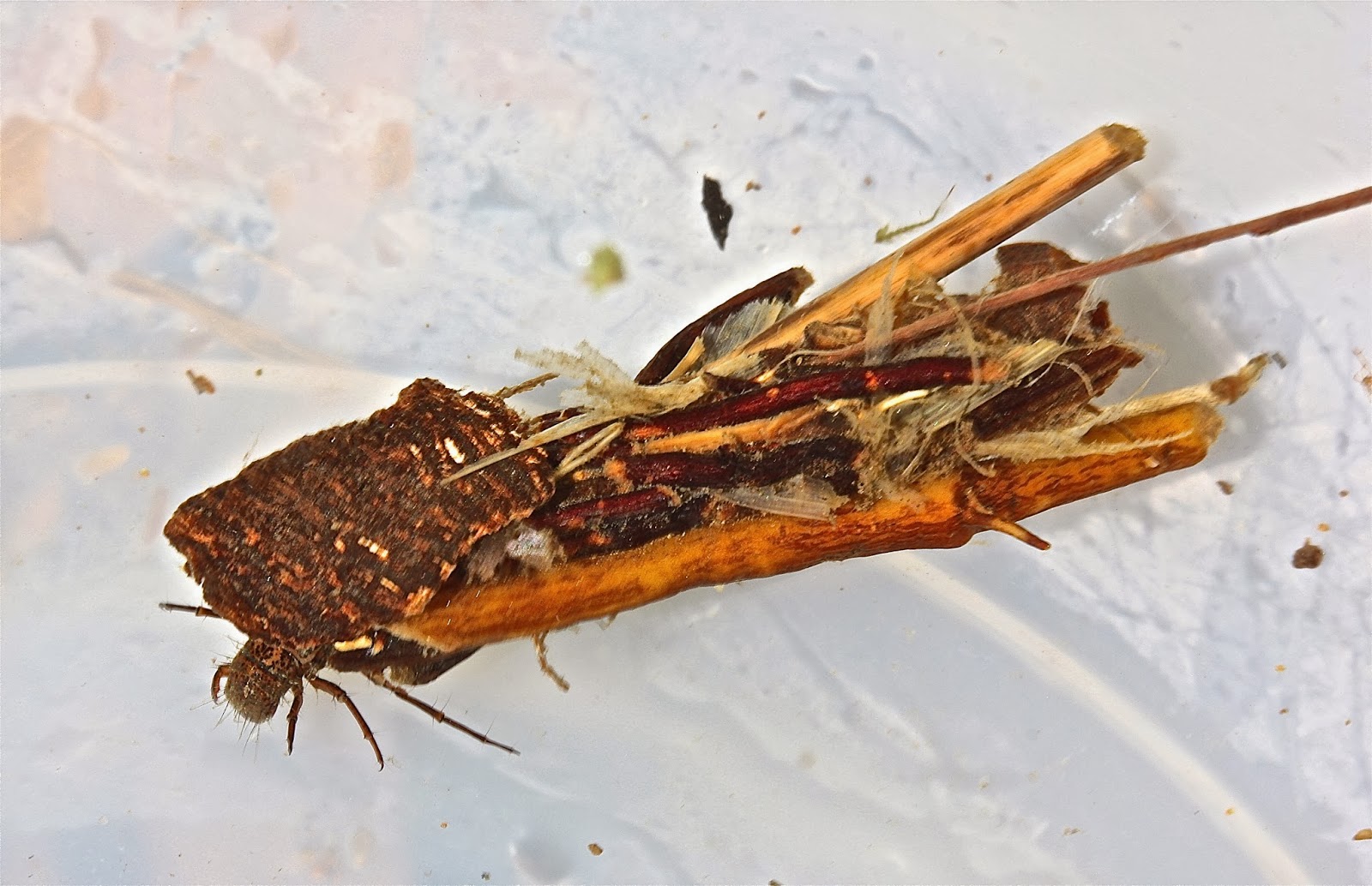 Aquatic Insects of Central Virginia: Apataniids, Goerids, Uenoids and ...