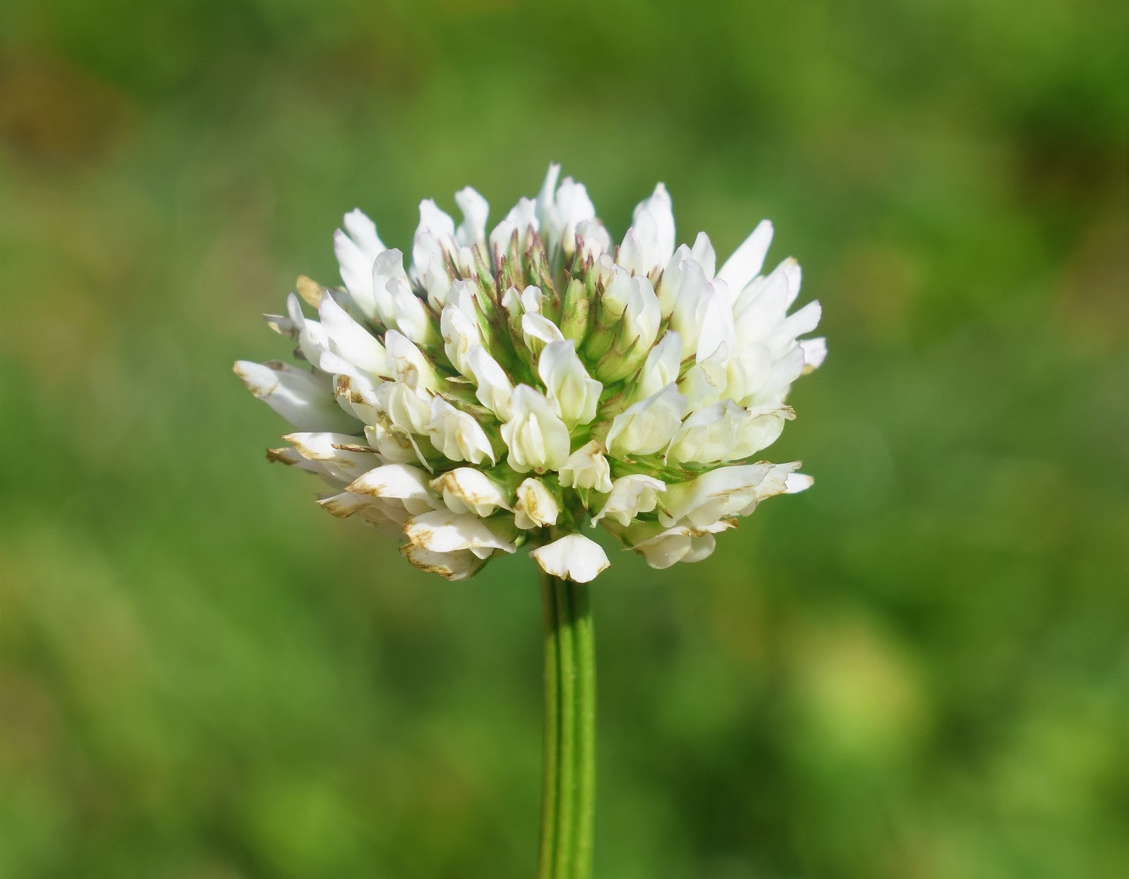 Plantas: Beleza e Diversidade: Flores silvestres: Trevo-branco ...