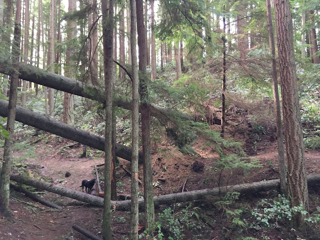 Shoreline Area News: Photos: Trees down at Shoreview Park