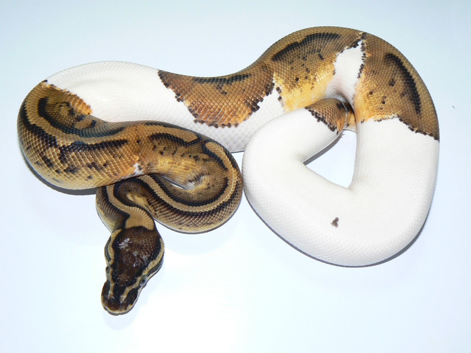 Heather's Herps: Pied Combos and what makes what?