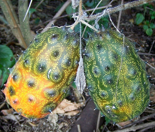 Natures World of Wonder: African Horned Cucumber (Cucumis metuliferus)