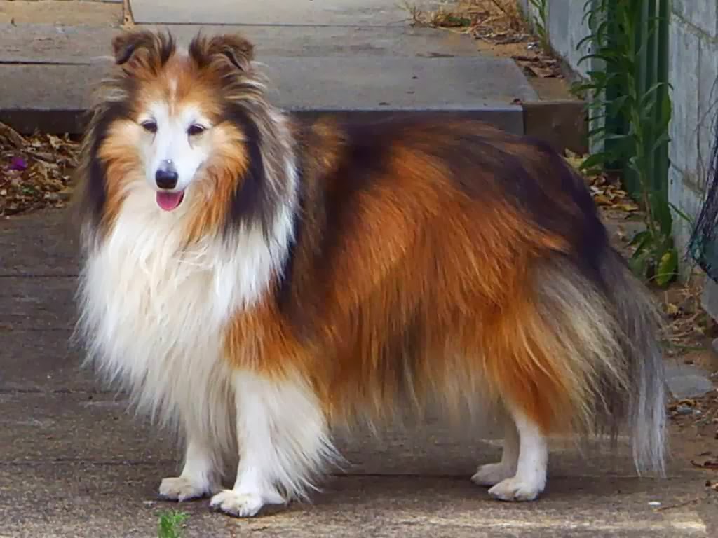 Shetland Sheepdog (Dog) - Ideas To Chill