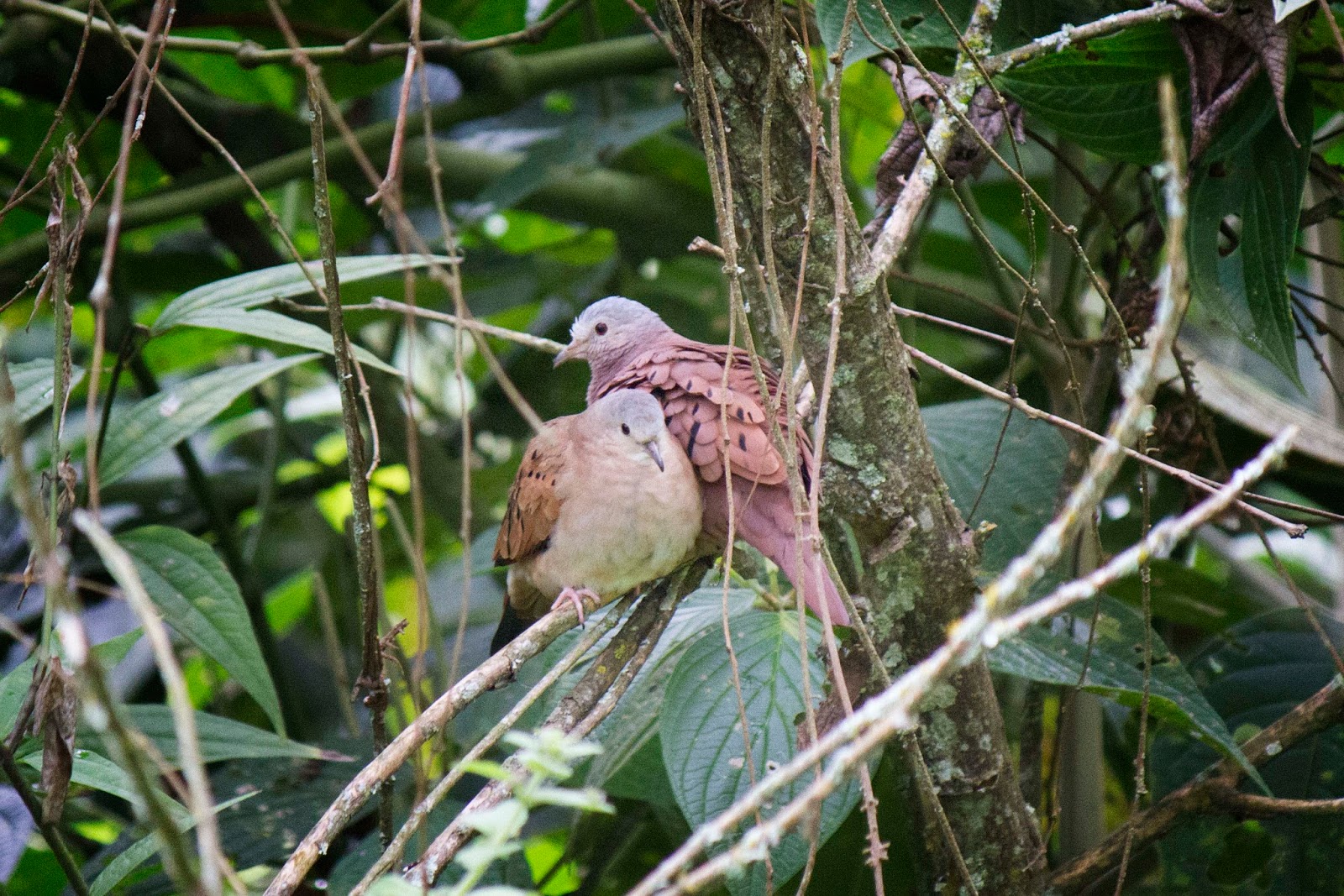 Avistamientos de Aves en Silvanìa (Cundinamarca - Colombia)