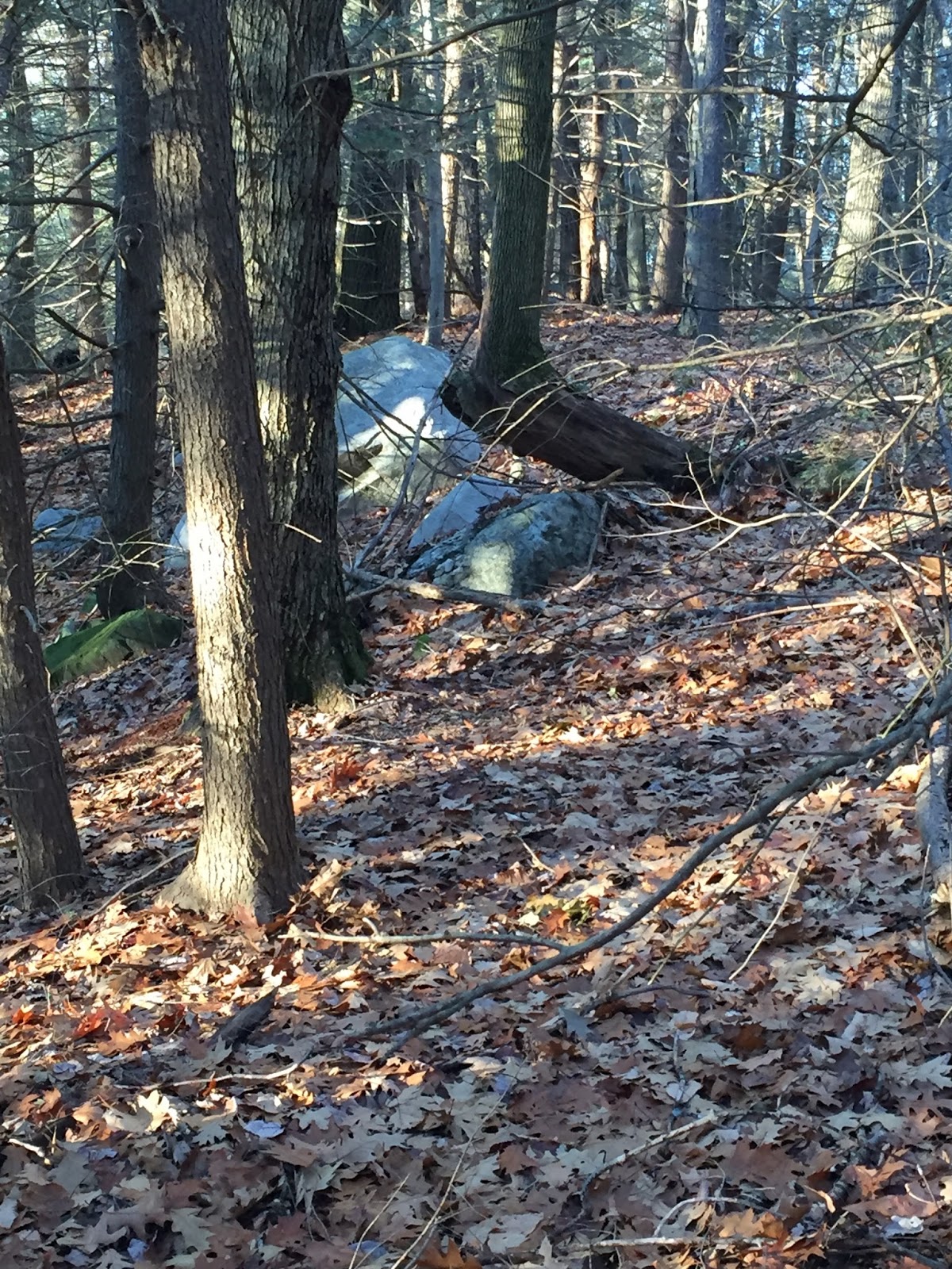 A New England Woodland: Bent Tree Trail
