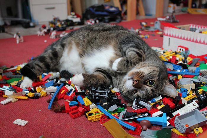 Kaori Likes Things: Caturday: Cats sleeping on Lego piles