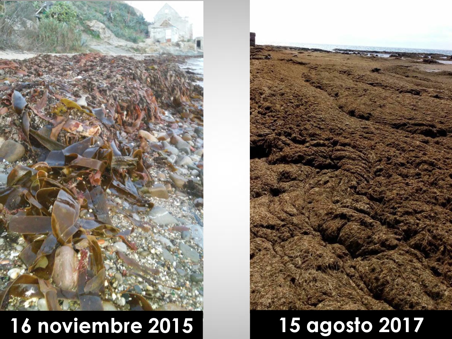 PROYECTO ALGAS: ROÑA, PLAGA Y OPORTUNIDAD