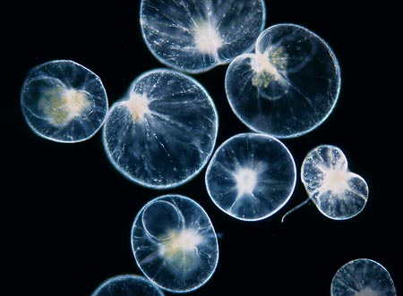 Curiosidades biológicas: Destellos en el mar: Genero Noctiluca