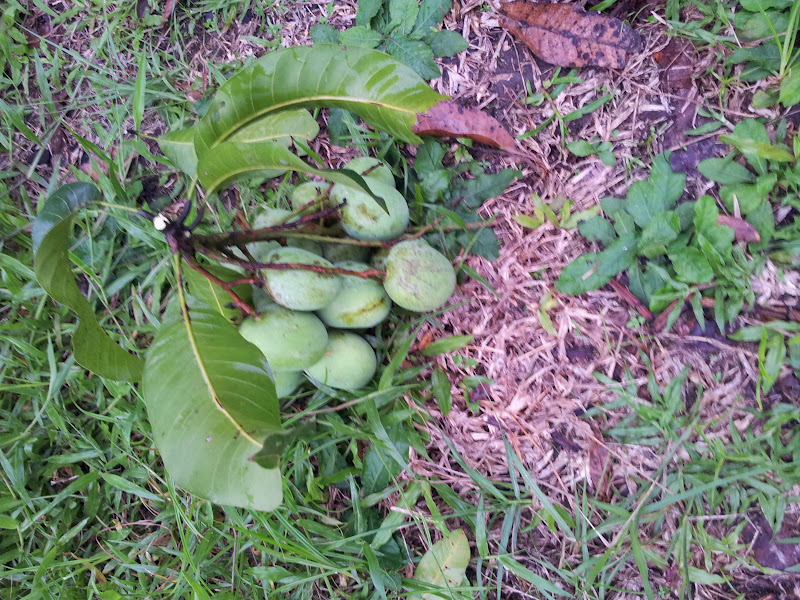 ~Liemaopurut~: Homemade Jeruk Mempelam