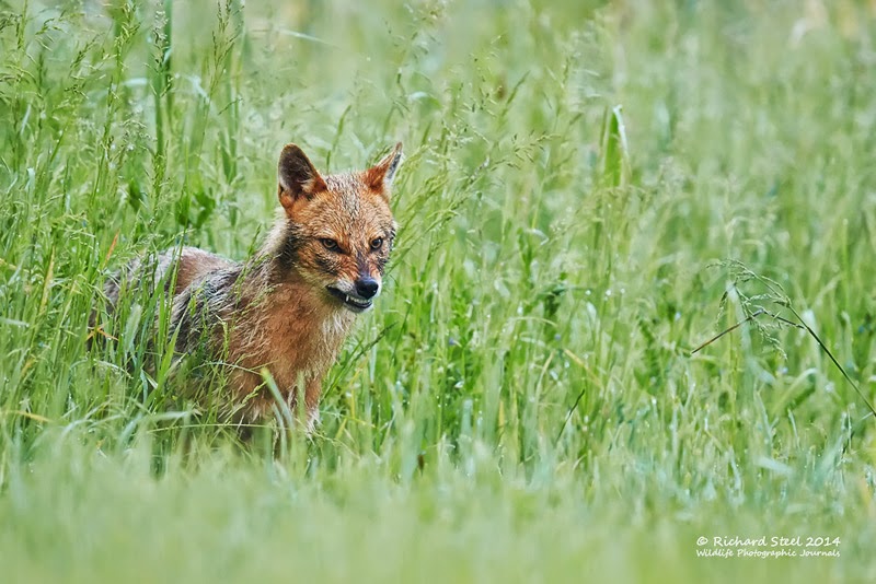 Wildlife Photographic Journals: Romania and the Last Frontier - Day 6 a ...