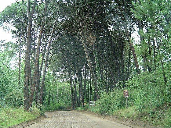CARILÓ:un bosque inmenso encerrando un pueblo de hermosura y estilo ...