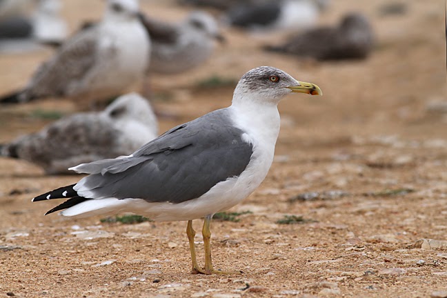 Bag a Wild One: Azorean Gull in Portugal