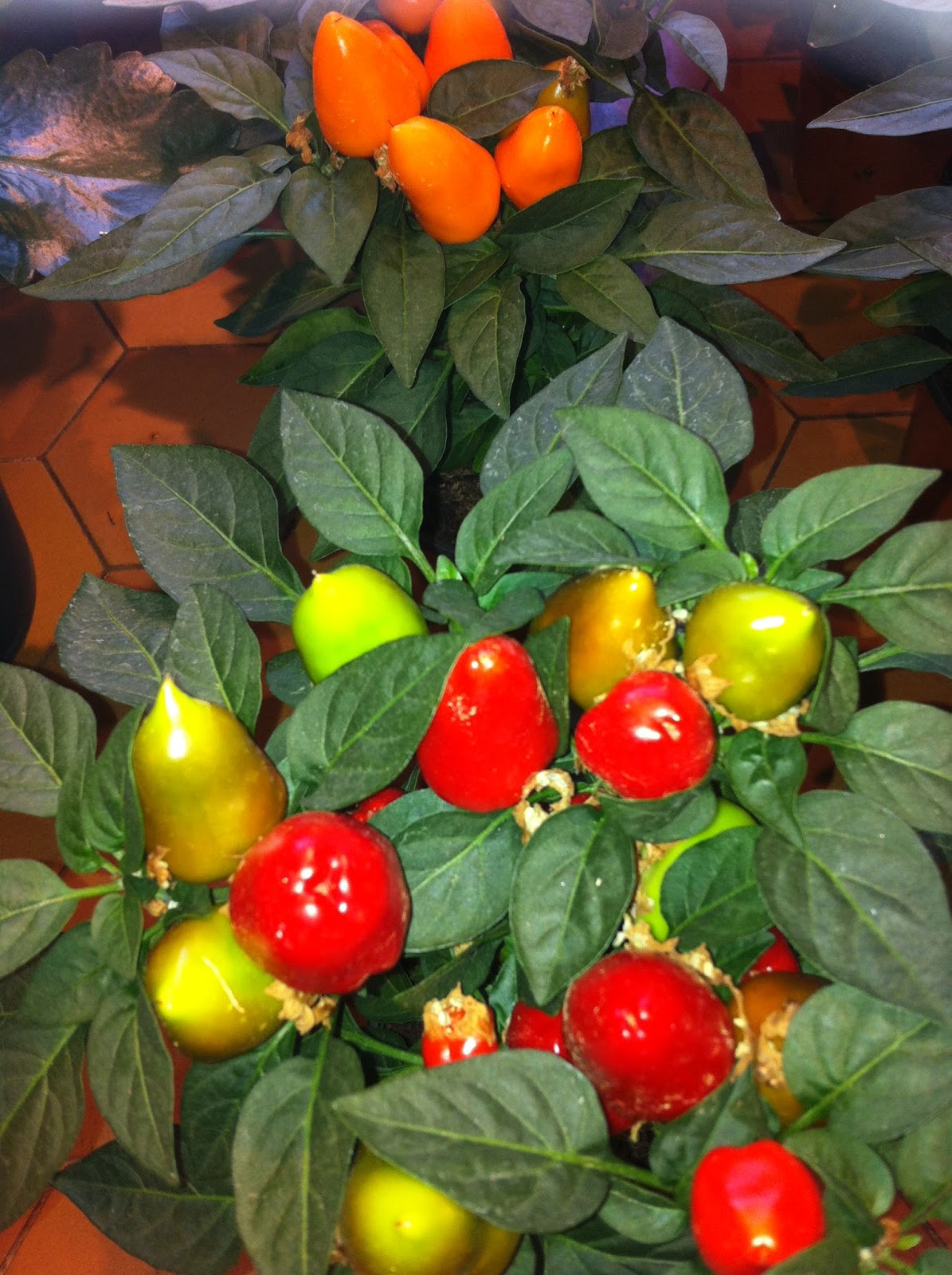 Fleuriste Isabelle Feuvrier: Le piment d'ornement