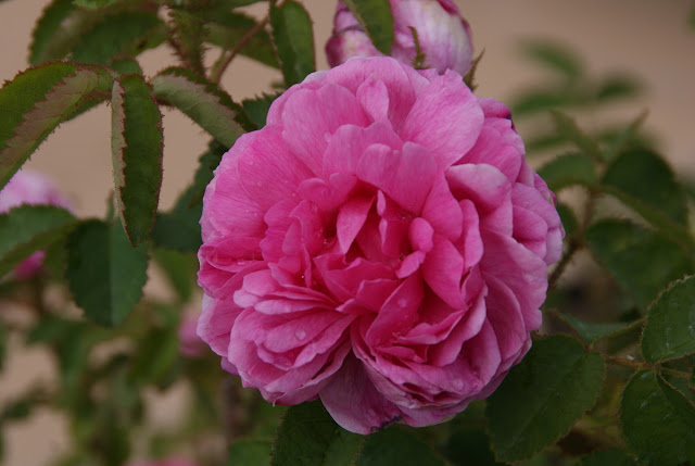 Organic Garden Dreams: May Roses