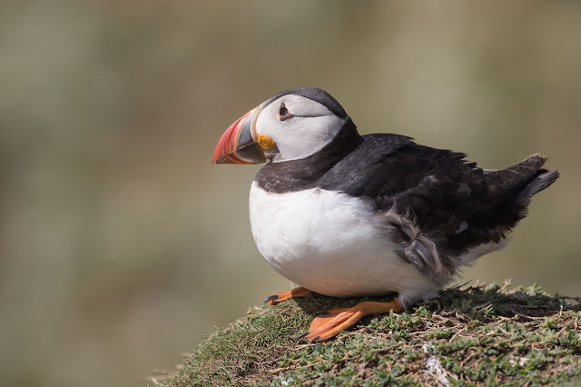 Skomer Island - 14th July | Focusing on Wildlife
