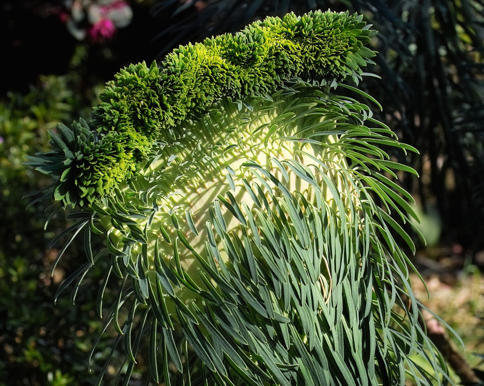 L.A. County Arboretum & Botanic Garden Plant Info: Fasciation Fascination