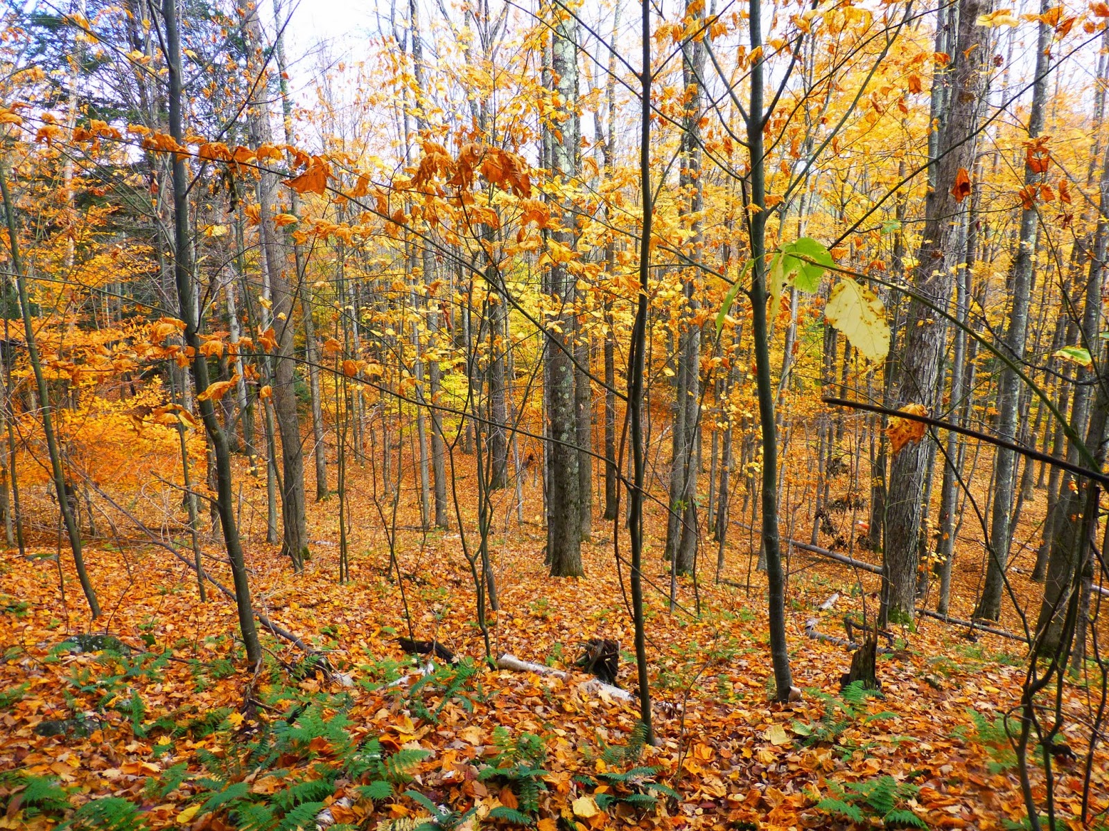 Off on Adventure: Buck Mountain and Little Buck - Lake George Wild ...