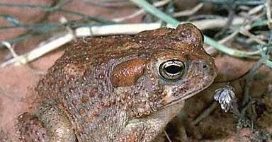 #PrescottAZHistory: The Incredible Story of the Million-Year-Old Frog