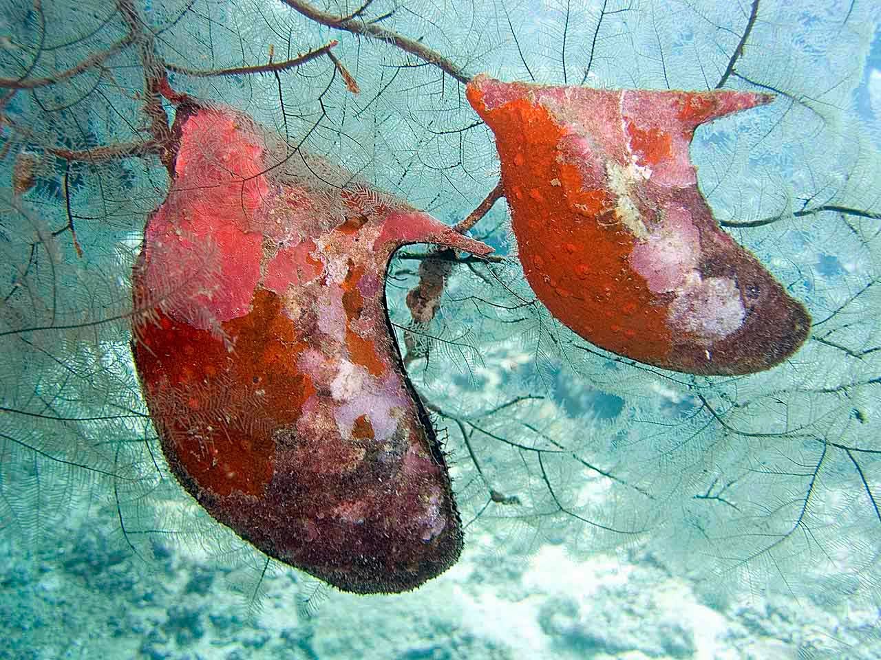 Variety of Life: Pterioidea