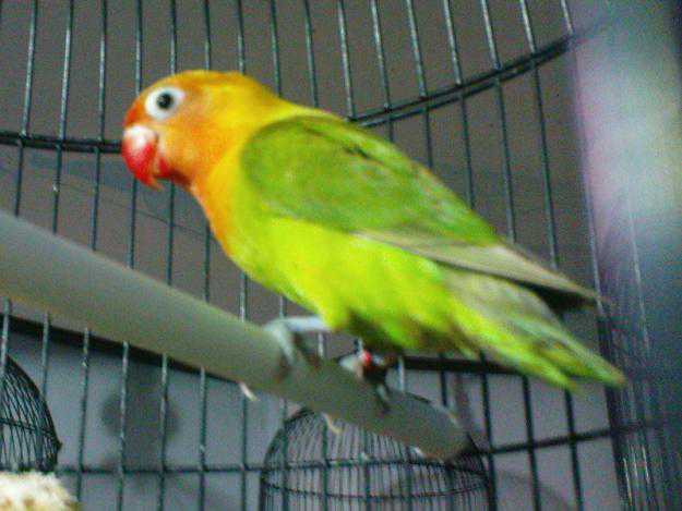 JOGJA BIRD FARM: LOVEBIRD