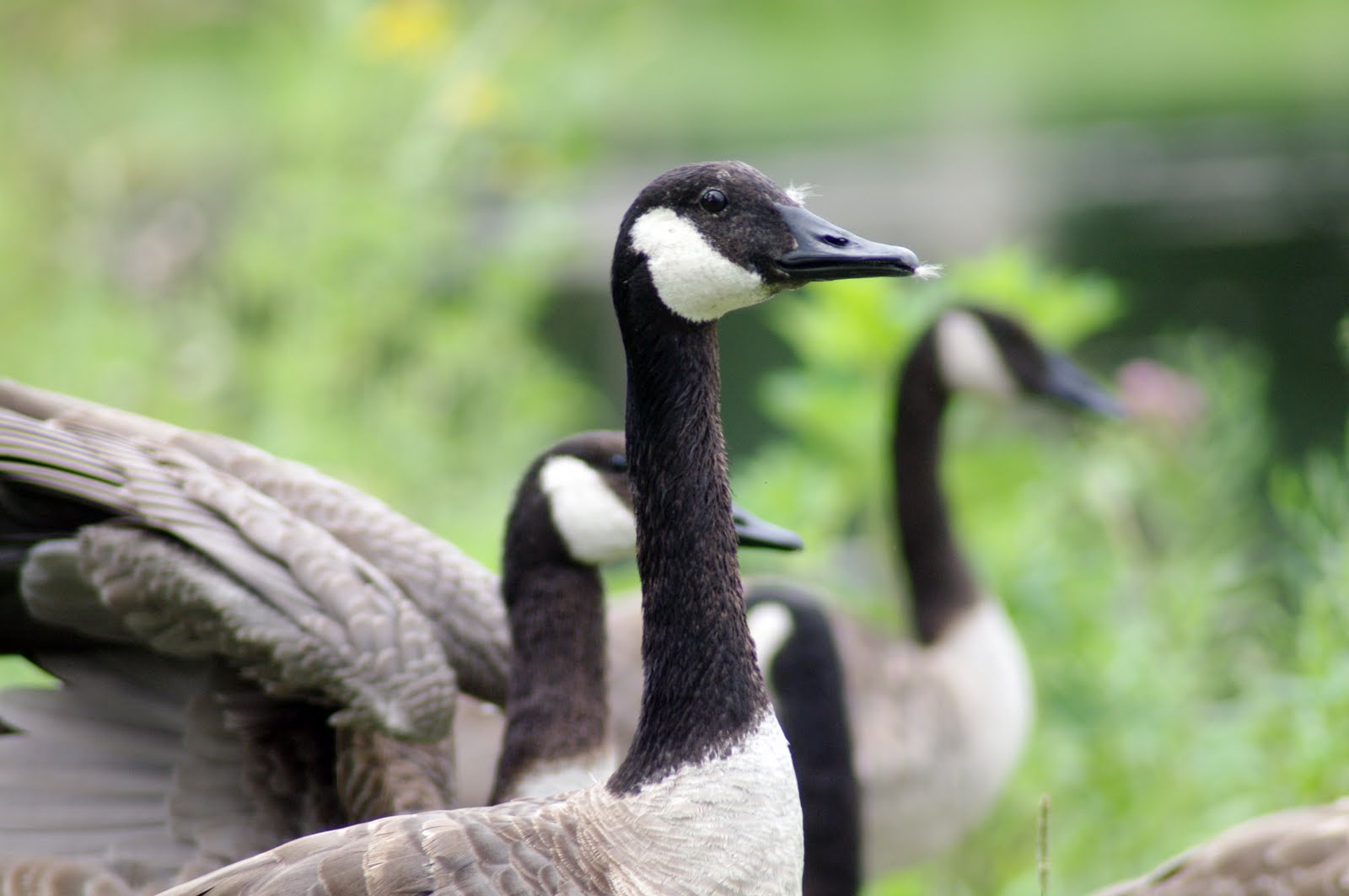 be yourself...everyone else is taken: July 2011