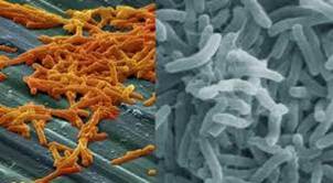 Microbiologia y Parasitologia 2_E Unpa