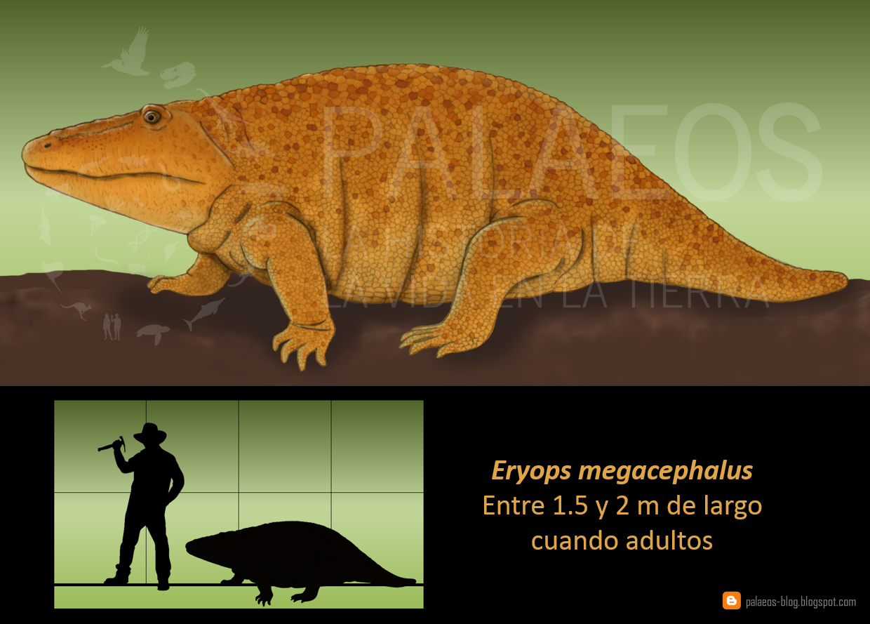 Palaeos, la historia de la Vida en la Tierra: Paleoficha: Eryops megacephalus