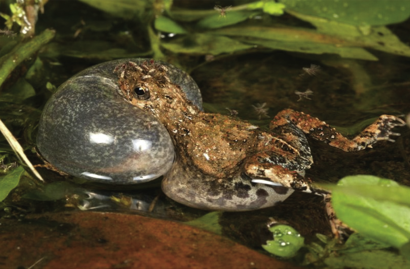 Frog Parasites
