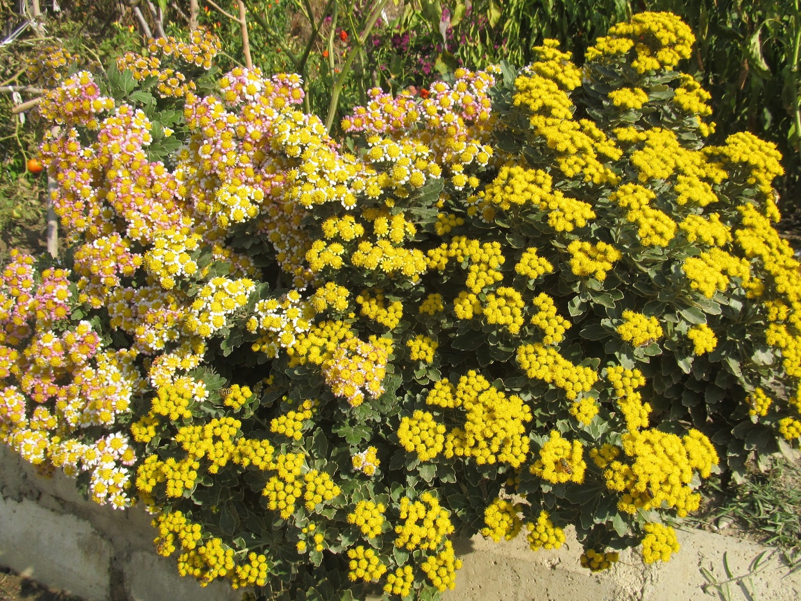 Cittaslow Botanik Park: AJANYA ÇİÇEĞİ ( Ajania pacifica )