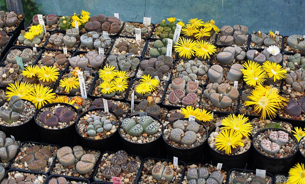 Growing Lithops: My Growing Season