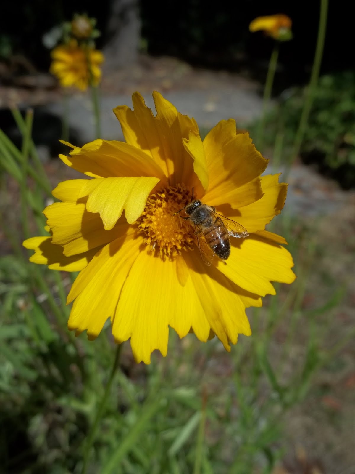 Love the Honey Bees!: bees on my coreopsis and sunflowers this morning