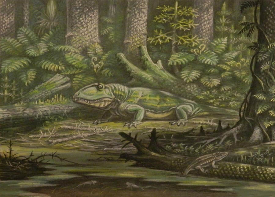 Varanosaurus Ophiacodon And The Origin Of The Therapsida