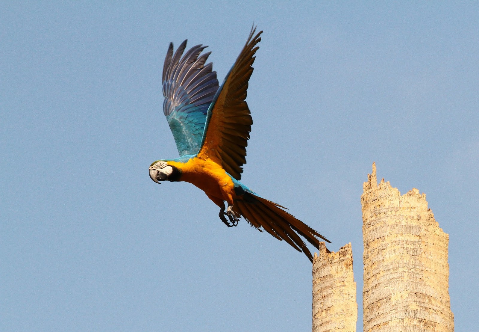 Nuestro bello mundo...: Guacamayos en vuelo, Fotos tomadas en el Parque ...