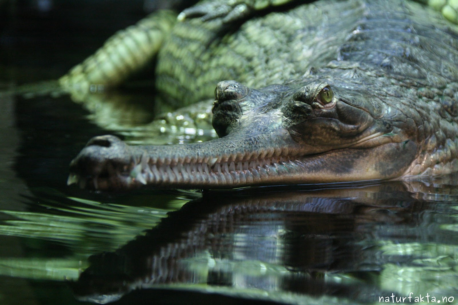Hüllők-Kétéltűek: Gavialidae - Gaviálok családja