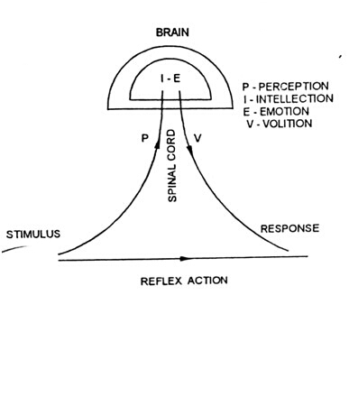 Explain about PIEV theory - civilengineer friend