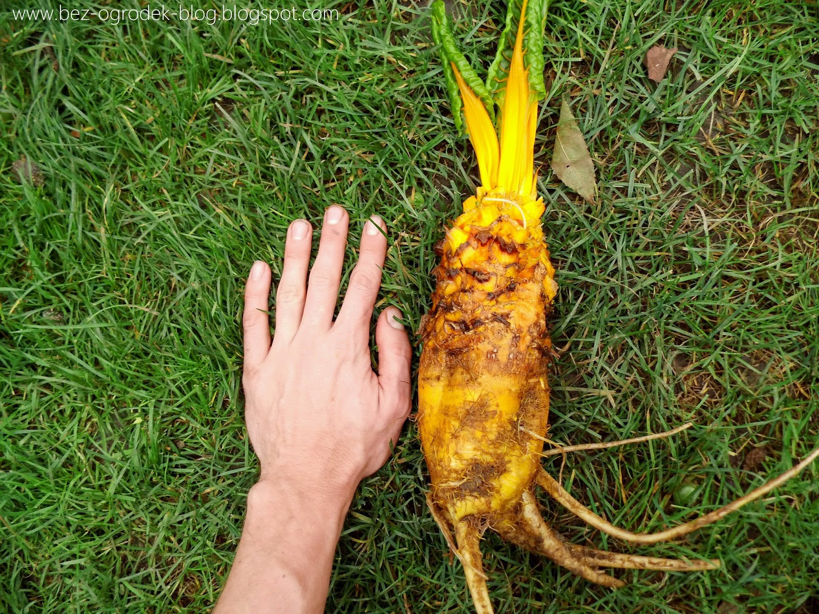 Burak liściowy zdobywa działkę! | BEZ OGRÓDEK | blog ogrodniczy