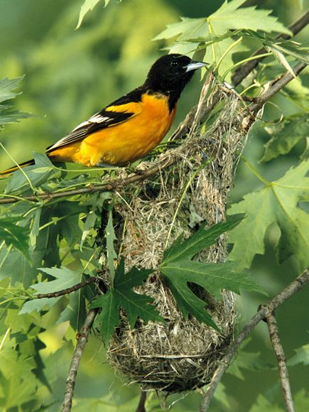 Wildlife Lane: Baltimore Oriole Nest