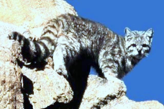 ANPP Animales y Plantas de Perú: Gato Andino - Leopardus jacobitus