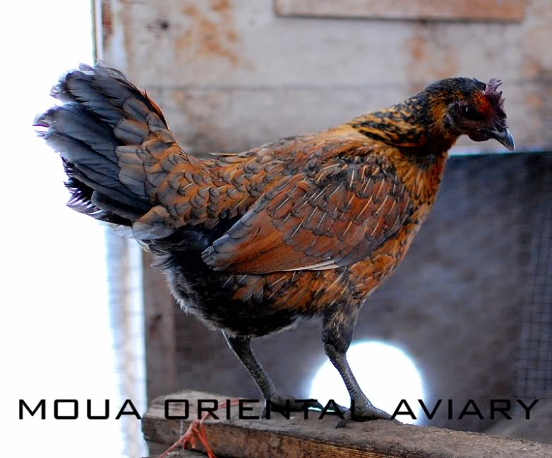 Sathineni: Aseels - Indian Rooster