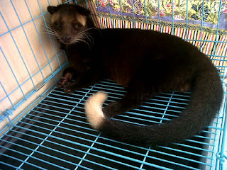 Kabar Terbaru Tentang Penipuan Online: Jenis - Jenis Musang Yang ...