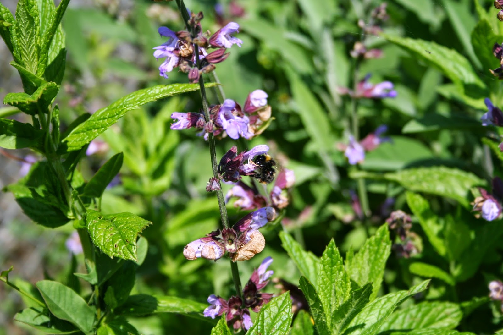 Sauge officinale en fleur