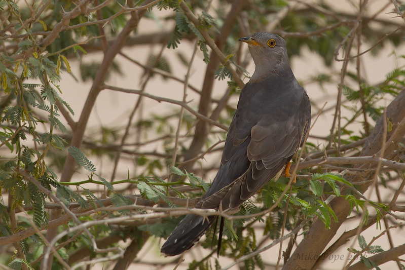 Kuwait Birding: North of Mutla Ridge