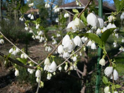 The Phytophactor: Silver-bell tree