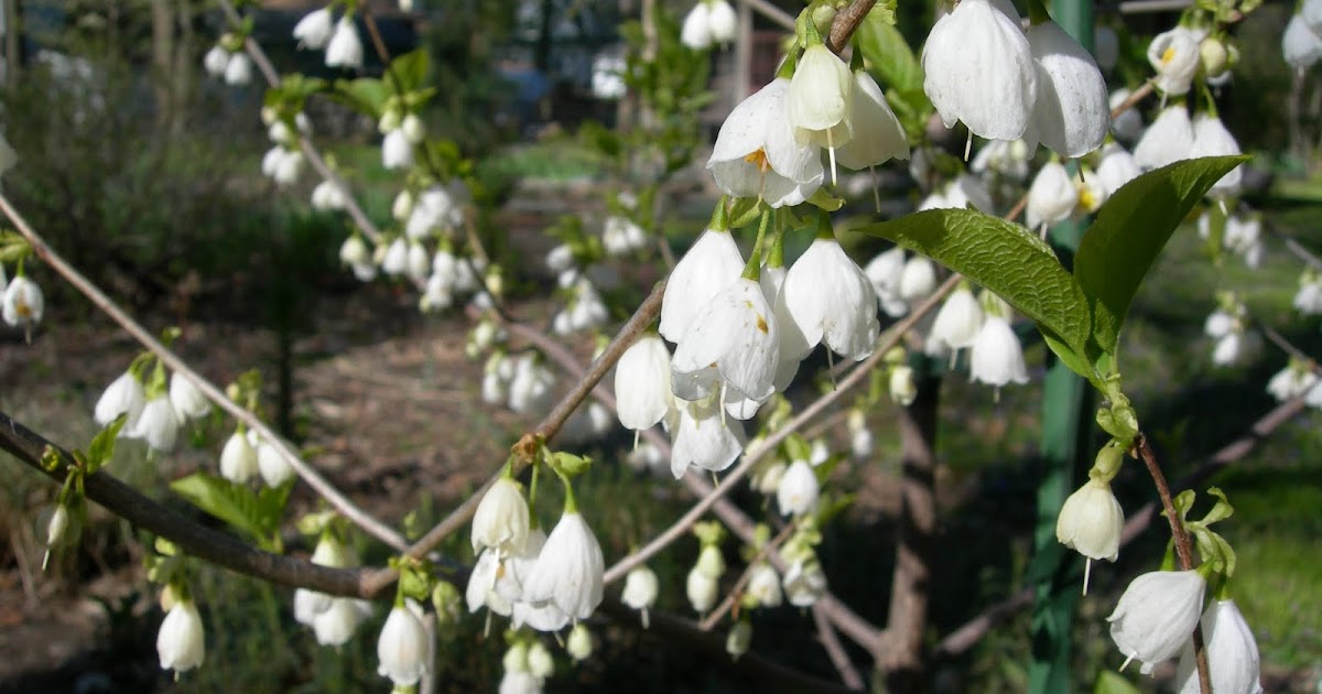 The Phytophactor: Silver-bell tree
