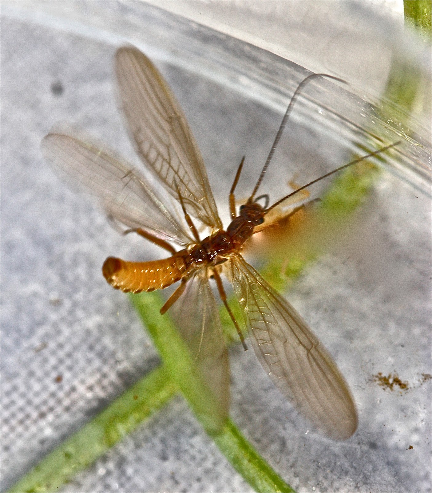 Aquatic Insects of Central Virginia: One Year Later.....