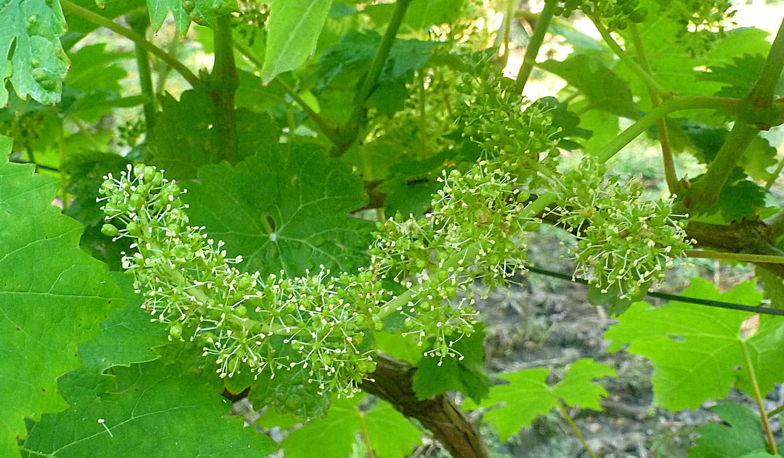 Living the life in Saint-Aignan: (Too many) grape flowers