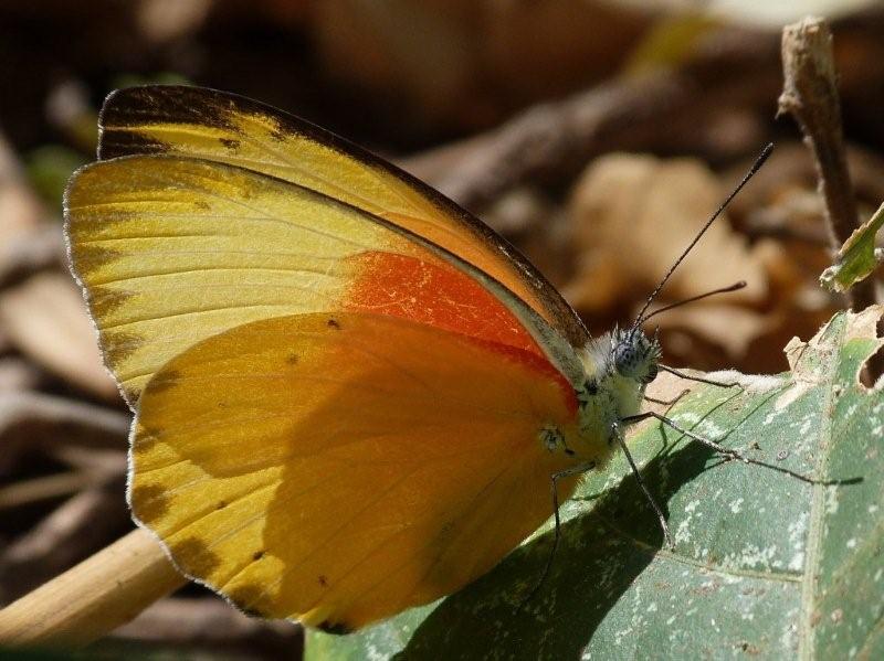 Safari Ecology: East African Butterfly families and corrupt, singing ...