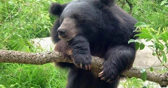 White Wolf : China bans the hunting and trading of 420 animal species ...